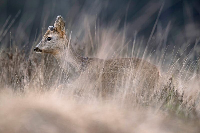 Young Roebuck stock photo. Image of scalp, autumn, wild - 28162976