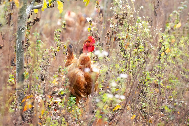 A Young Rooster in a Thicket of Dry Grass and Weeds in the Garden in ...