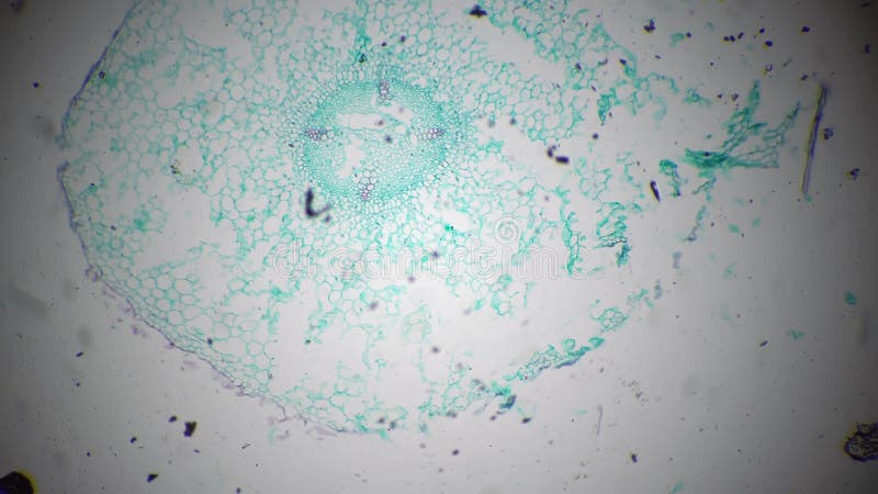 Young Root of a Plant in Transversal Section Seen through Microscope ...