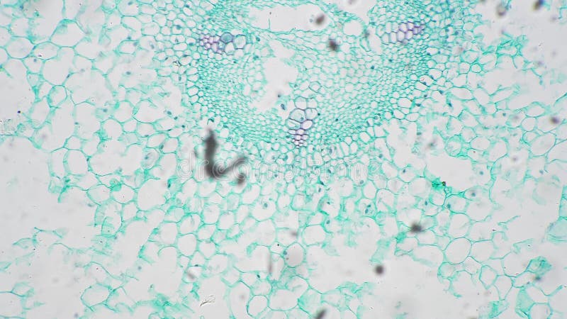 Young Root of a Plant in Transversal Section Seen through Microscope ...