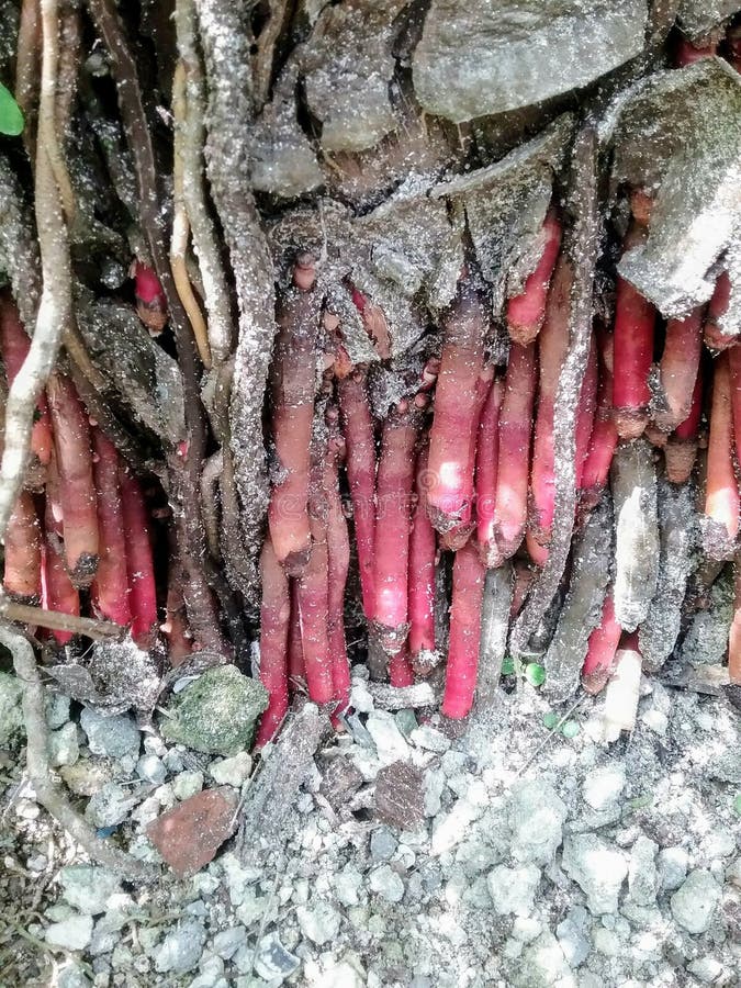 The Young Roots of the Sago Tree are Red. Stock Image - Image of sago ...
