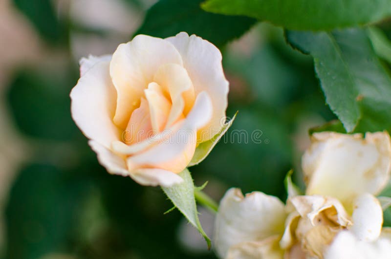 Yellow Rose without Any Thorn Stock Photo - Image of romance, leaf ...