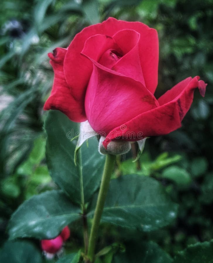 Young Rosebud stock image. Image of rose, peony, blossom - 255667807