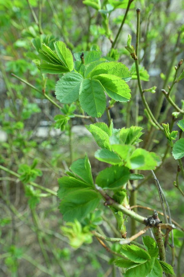 Young Rosehip Leaves in Early Spring Stock Image - Image of close, bush ...