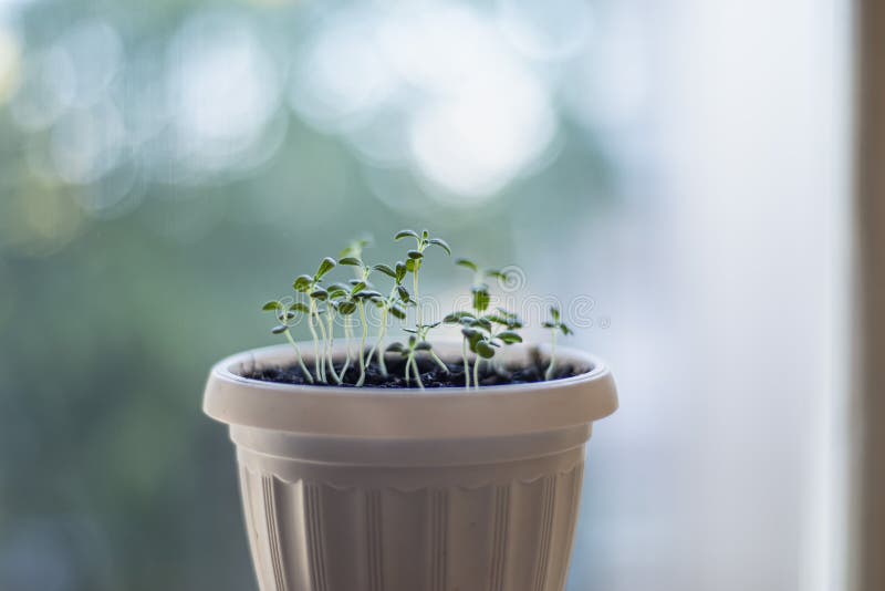 Young Rosemary Sprouts in a Pot, Growing Spices at Home, Growing ...