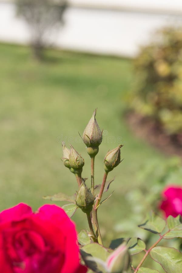Young Roses Flower in the Garden Stock Photo - Image of flower ...