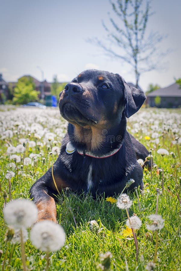 Happy Rottweiler Puppy on the Woods Stock Photo - Image of smile, guard ...