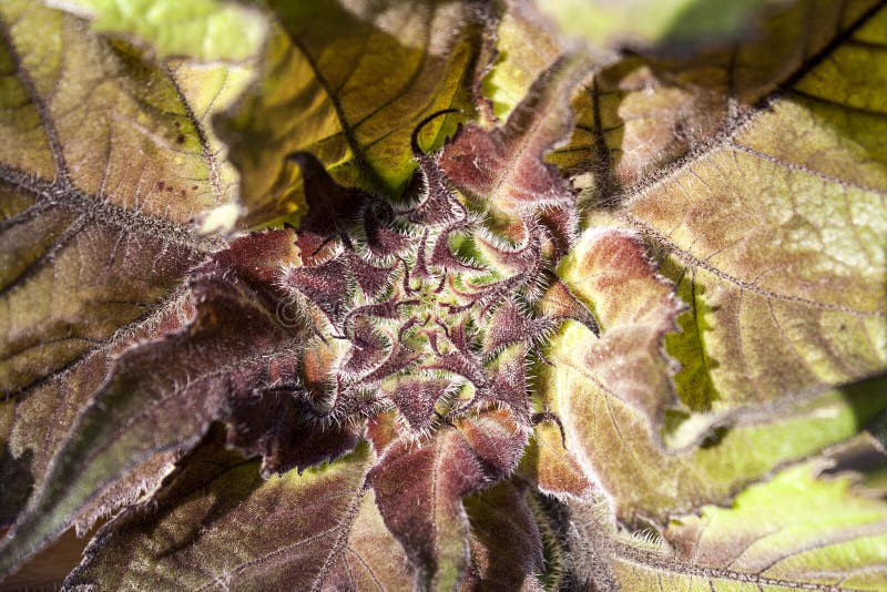 Young Rough Bud and Leafs of Sunflower Stock Image - Image of colorful ...
