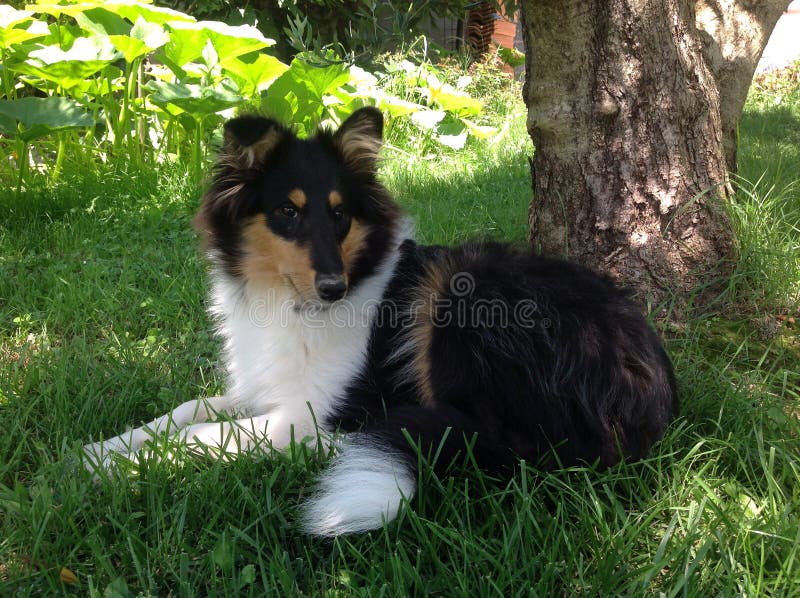 Young rough collie stock photo. Image of young, five - 118512324