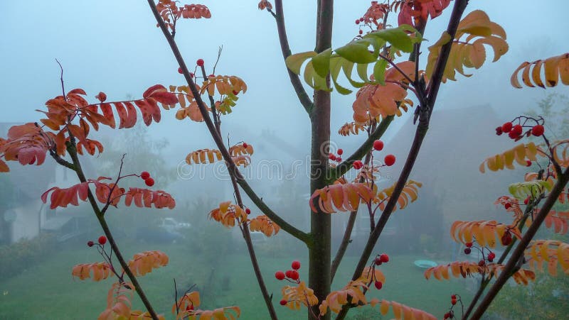 Young Rowan Tree Seedling Grow From Old Stump In Poland Forest. Stock ...