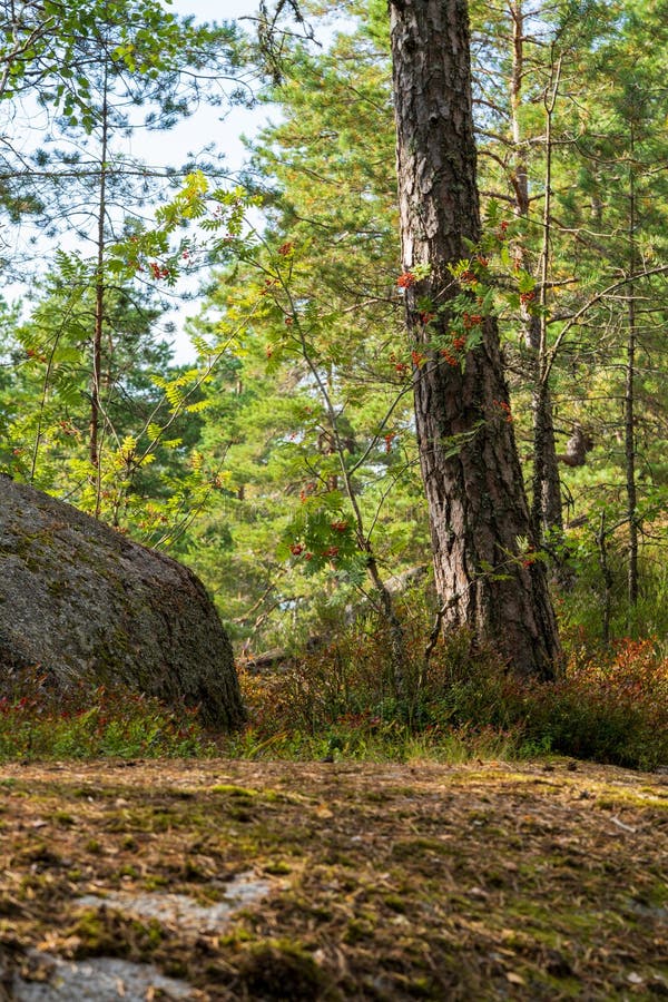 A Young Rowan Tree in the Middle of a Scandinavian Forest Stock Image ...