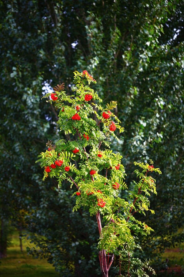 Young Rowan Tree with Ripening Berries on the Background of a Large ...