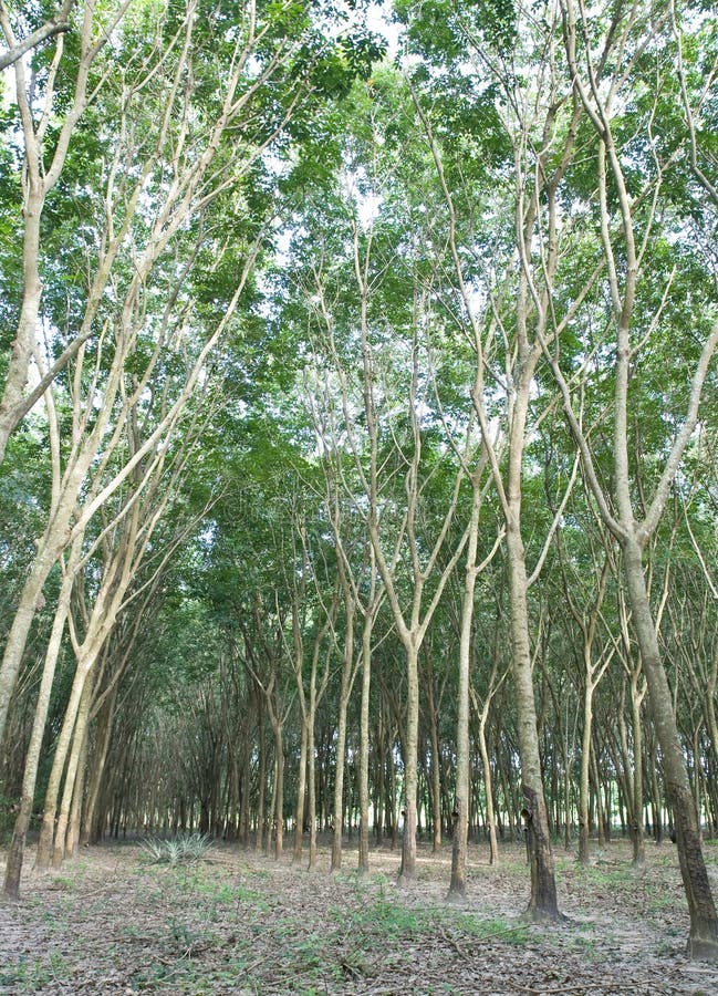 Young Rubber tree stock photo. Image of industrial, industry - 26030832