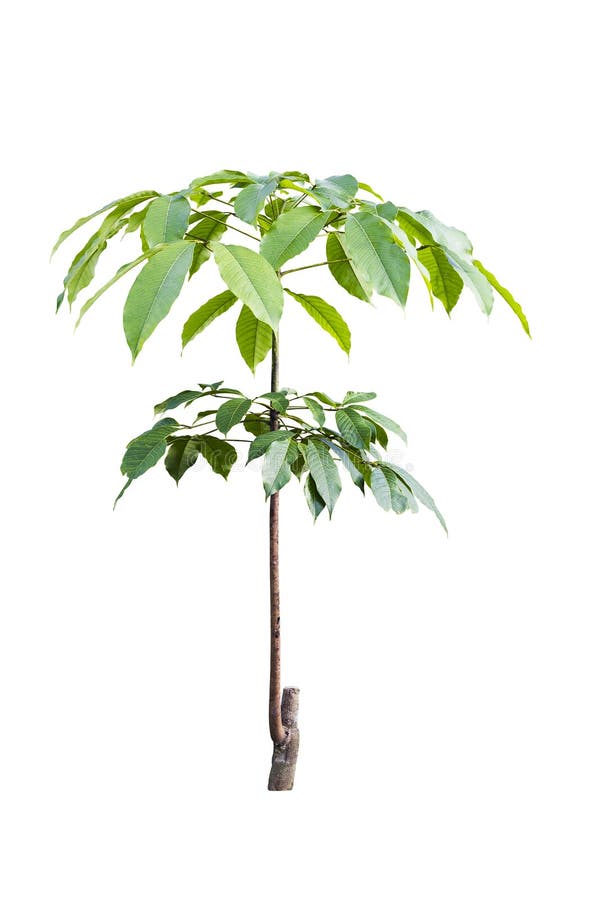 Young Rubber tree isolated stock image. Image of tree - 62669735