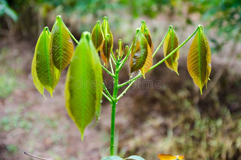 Young rubber tree stock photo. Image of nature, seed - 33716284