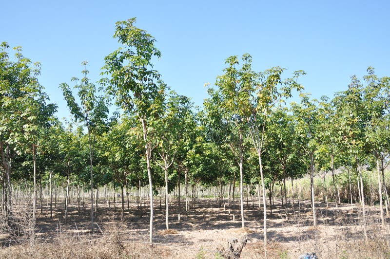 Young para rubber tree stock photo. Image of field, milk - 23679132