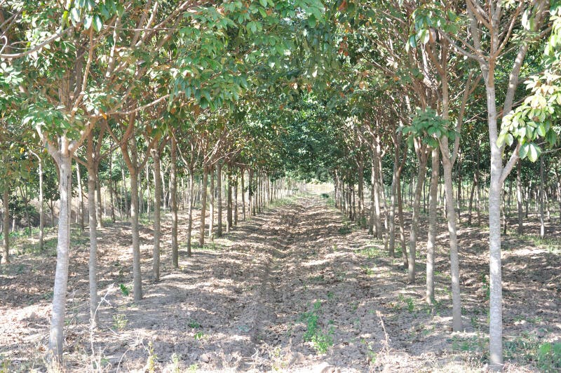Young Rubber Trees Plantation Stock Photo - Image of asia, cash: 23200514