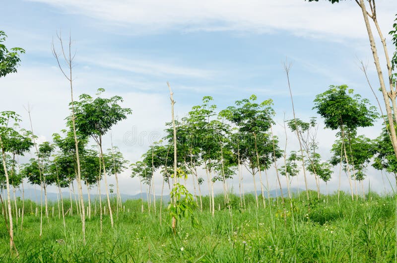 Young rubber trees and sky stock image. Image of hevea - 45323021