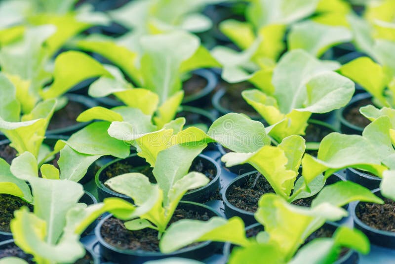 Young Rucola Plants, Young Rockets, Rucola Sprouts, Spring Seedlings ...
