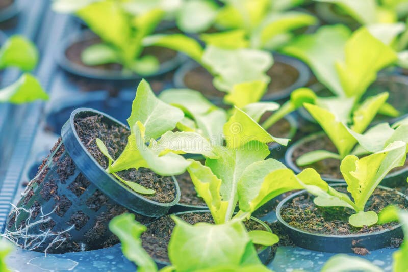 Young Rucola Plants, Young Rockets, Rucola Sprouts, Spring Seedlings ...