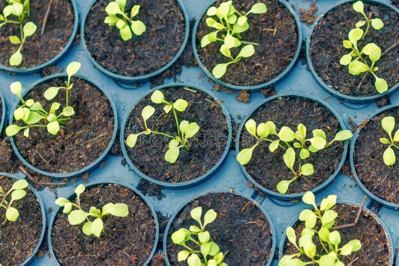 Young Rucola Plants, Young Rockets, Rucola Sprouts, Spring Seedlings ...