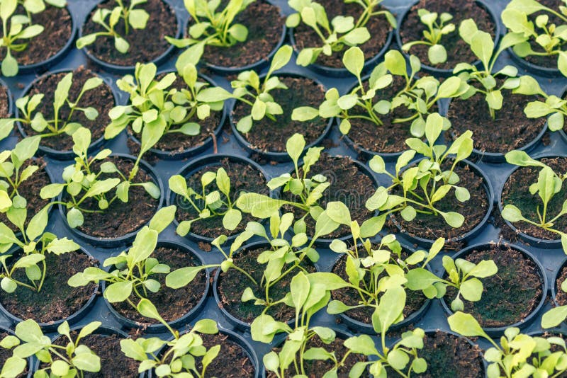 Young Rucola Plants, Young Rockets, Rucola Sprouts, Spring Seedlings ...