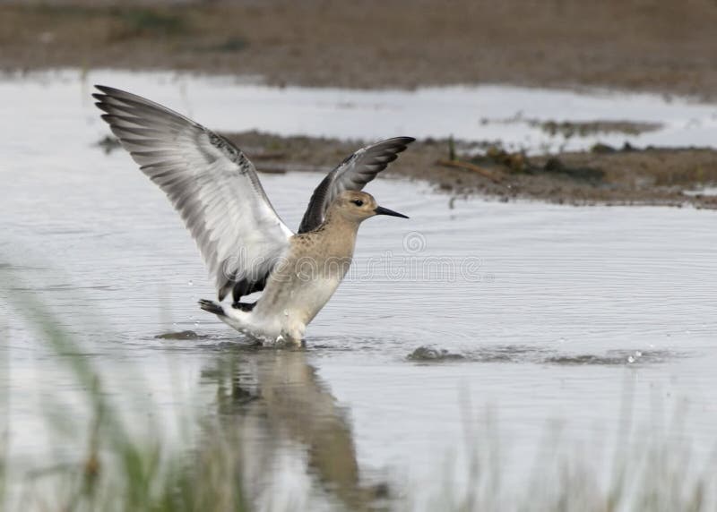 Young Ruff Runs in Footsteps of an Opponent Stock Image - Image of sand ...