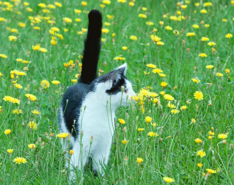 Young rustic cat on lawn stock photo. Image of petal - 86476050