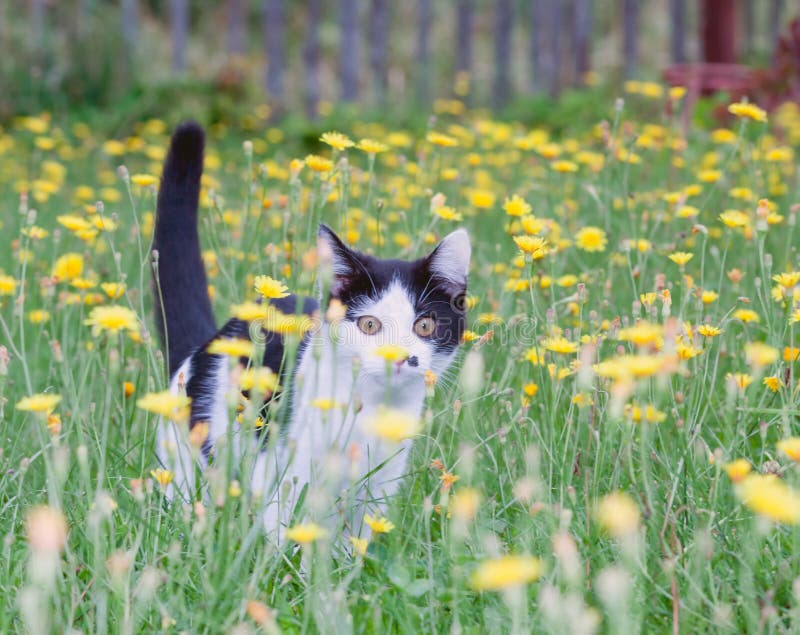 Young rustic cat on lawn stock photo. Image of small - 86476056