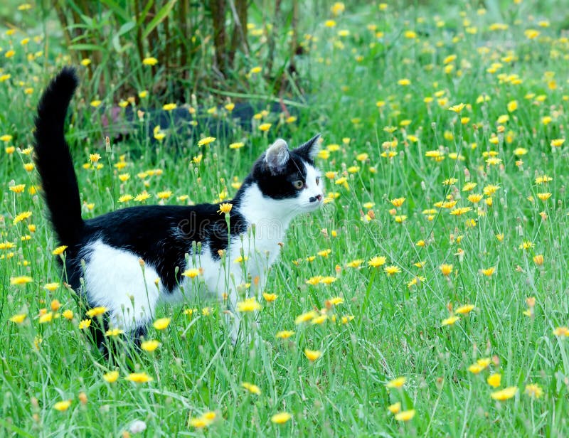 Young rustic cat on lawn stock image. Image of outdoors - 86476147