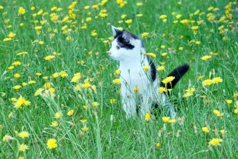 Young rustic cat on the stock image. Image of meadow - 86476037