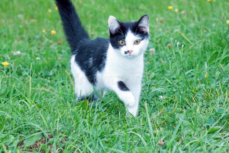 Young rustic cat on the stock photo. Image of small, flowers - 86476150