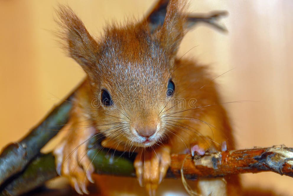 Young Rusty - Coloured Squirrel. Stock Image - Image of playful ...
