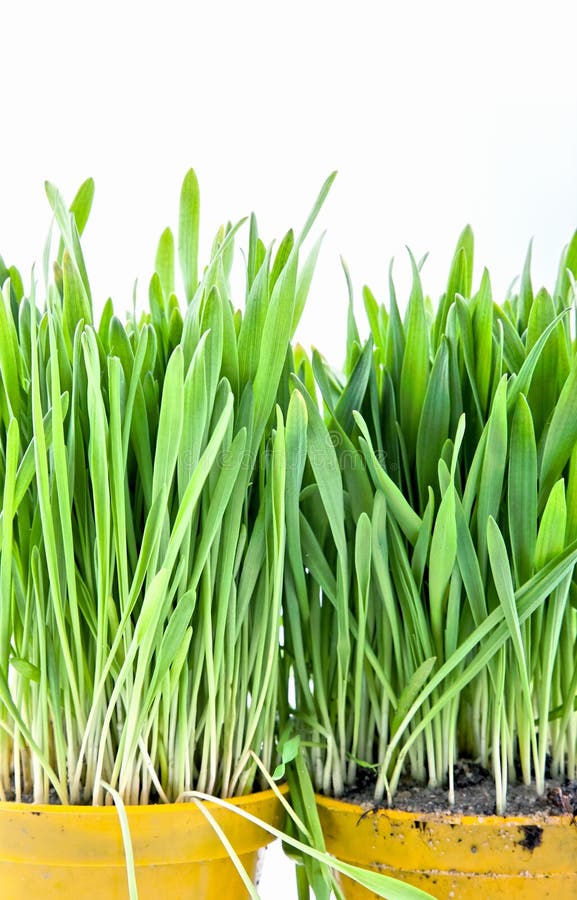 Young rye stock image. Image of gardening, environment - 13683051