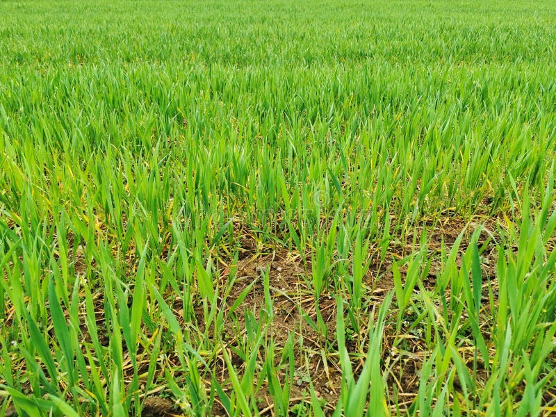 1,807 Rye Seedlings Stock Photos - Free & Royalty-Free Stock Photos ...