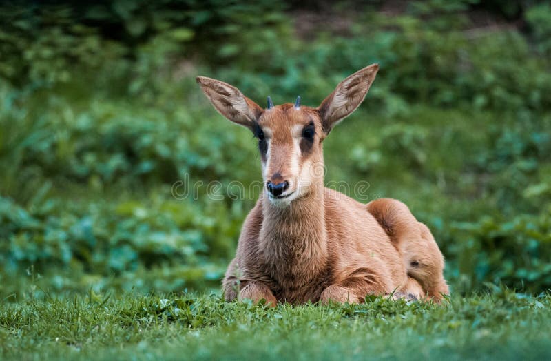 Baby sable antelope stock photo. Image of summer, safari - 64418314