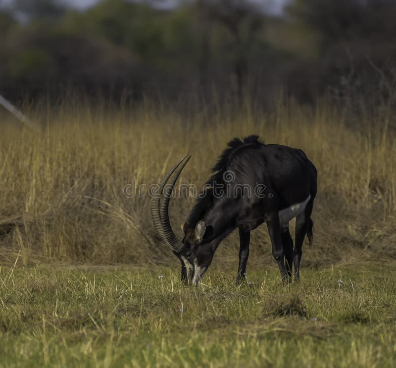 Young Sable Antelope in a South African Game Reserve Stock Photo ...