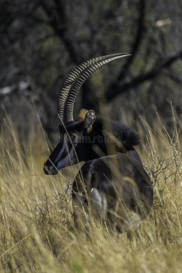 Young Sable Antelope in a South African Game Reserve Stock Photo ...
