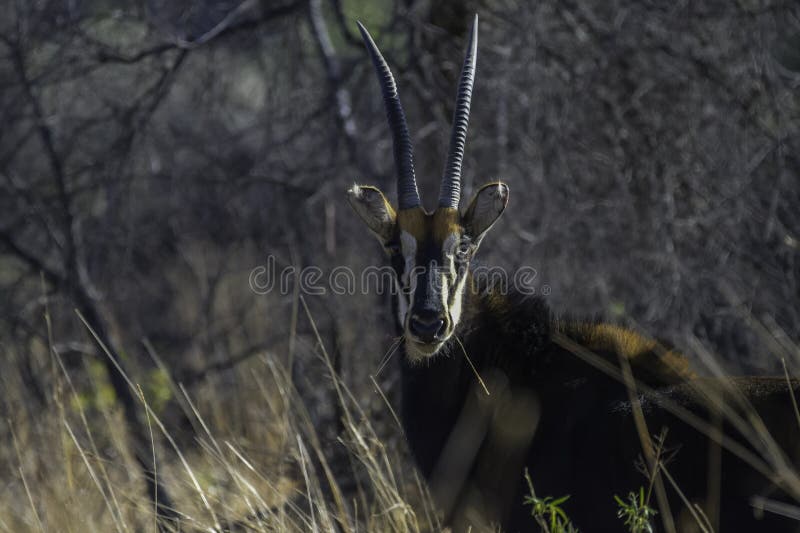 Young Sable Antelope South African Game Reserve Stock Photos - Free ...