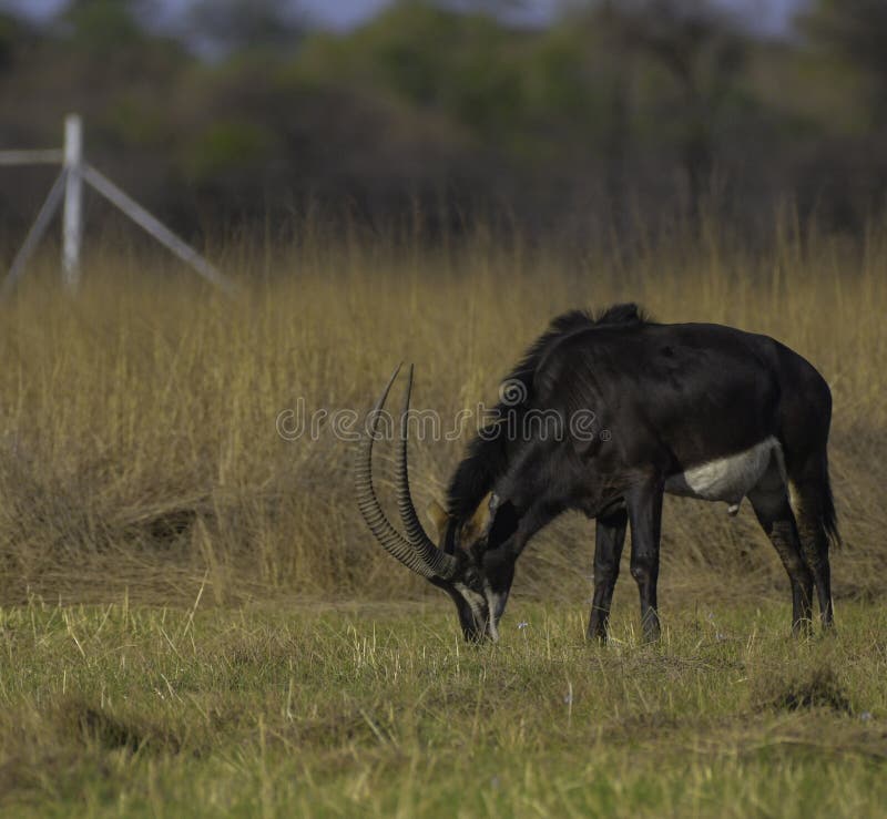 Young Sable Antelope in a South African Game Reserve Stock Photo ...