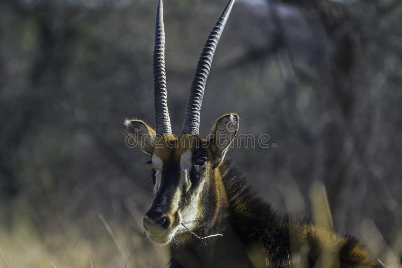 Young Sable Antelope in a South African Game Reserve Stock Image ...