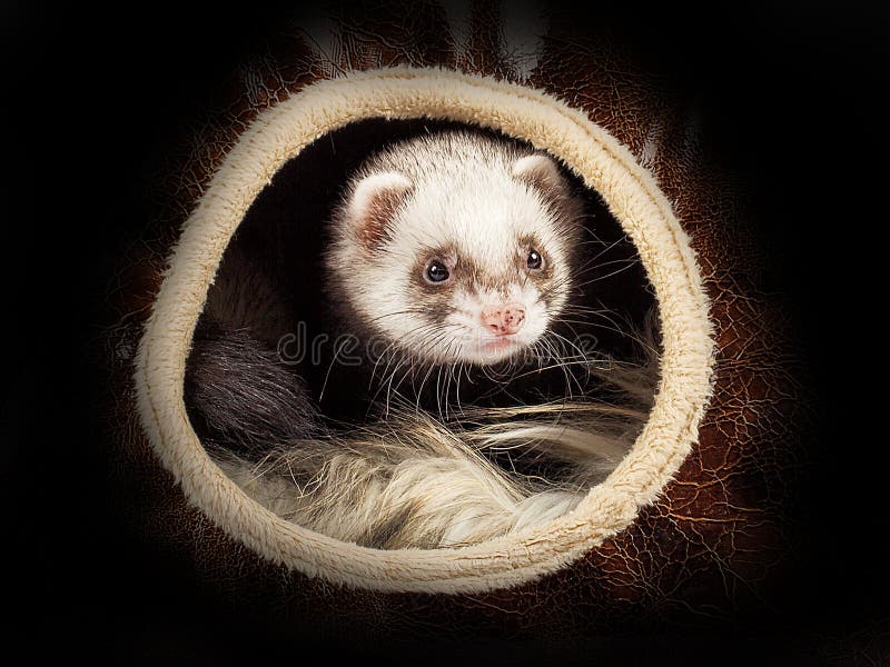 Young ferret in the house stock image. Image of mustela - 101121765
