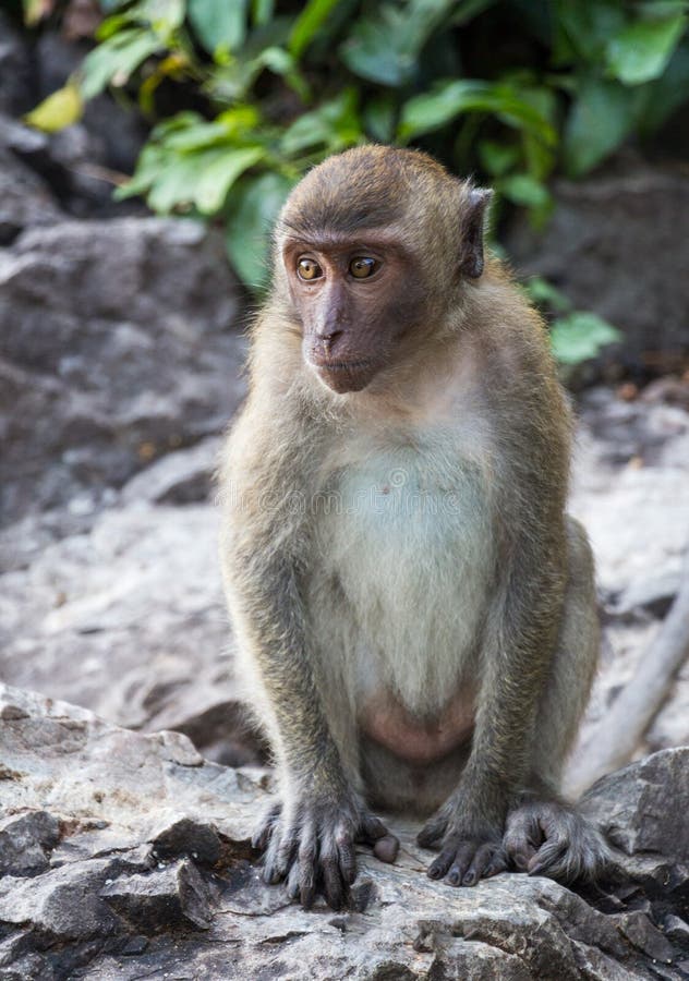 Young Sad Monkey Sits on the Stone Stock Photo - Image of animal, think ...