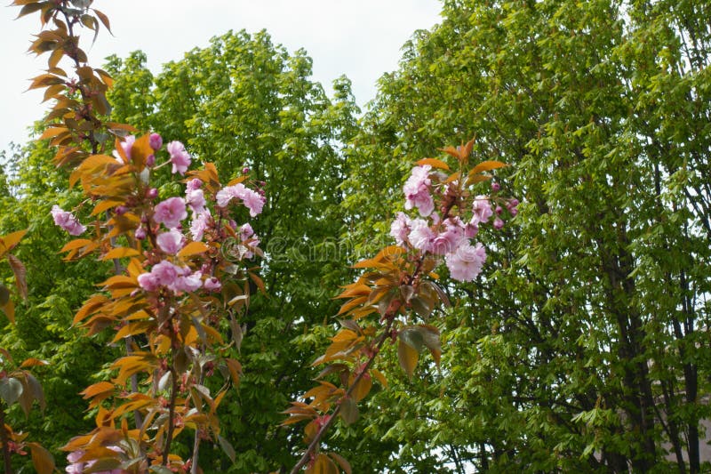 Young Sakura Branches with Double Pink Flowers in April Stock Image ...