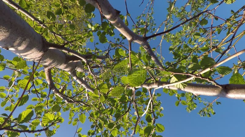 Young Salix Caprea, Willow Tree Stock Video - Video of sunset ...