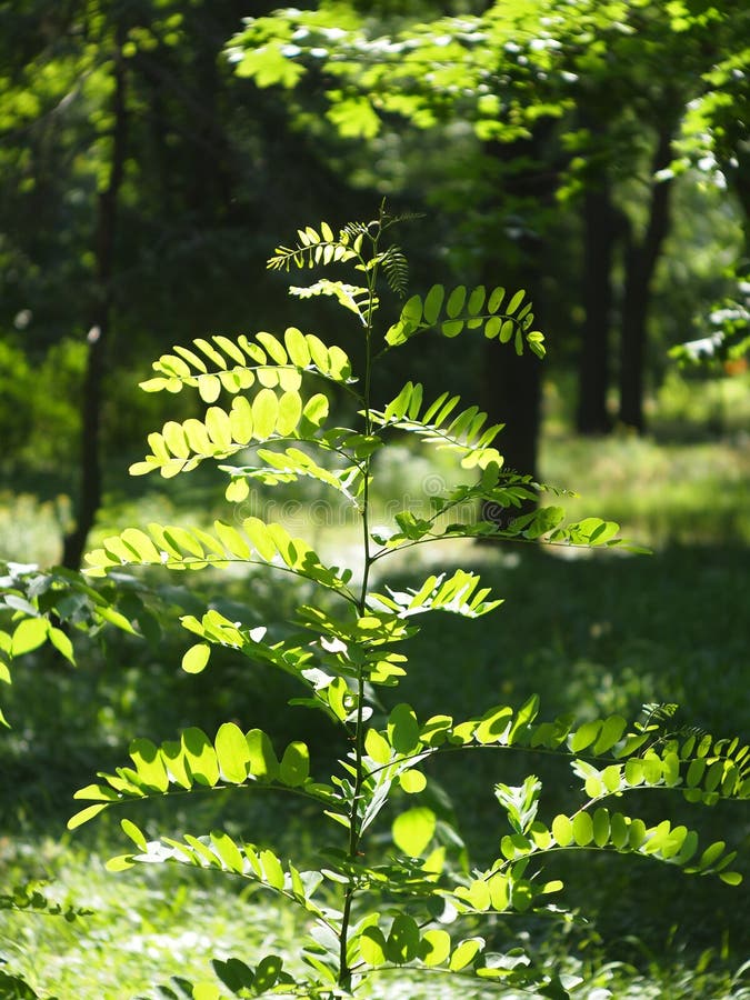 Sapling Acacia tree. stock image. Image of isolated, young - 16130253
