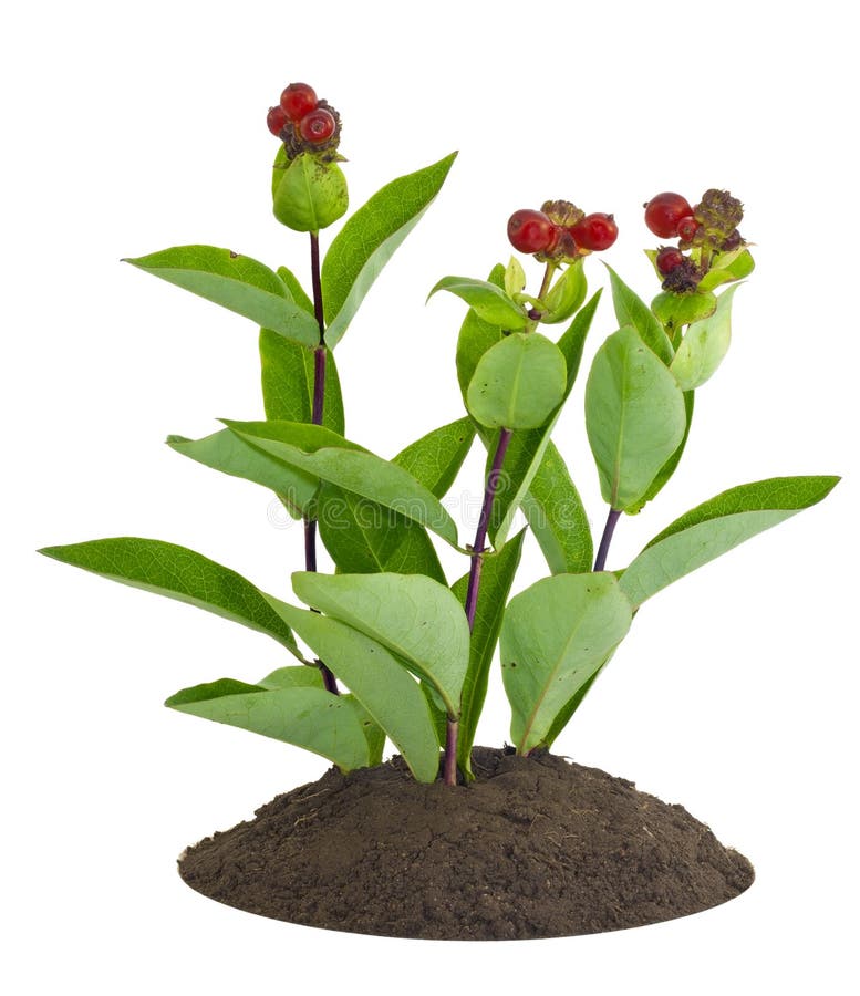 Young Sapling of Decorative Honeysuckle Stock Image - Image of summer ...