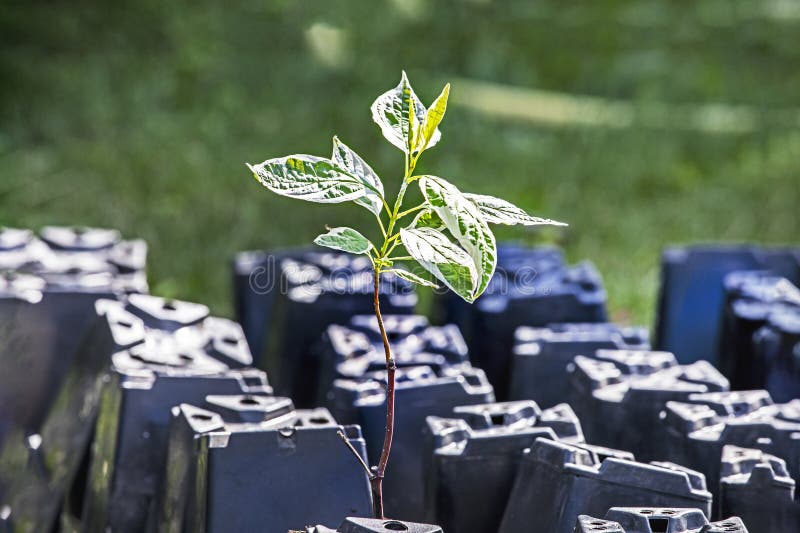 Young Sapling of Derain White Elegantissima among Plastic Containers ...
