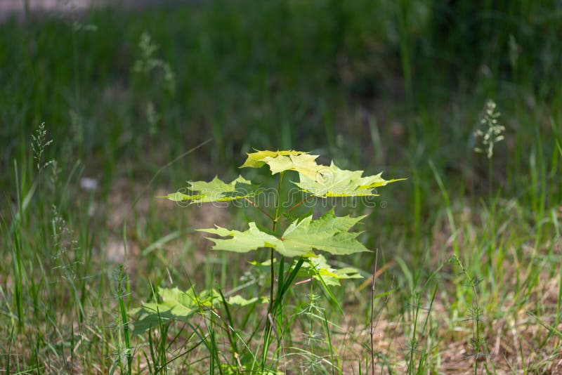 Young Sapling of a Maple Tree in the Forest or Park Grows Stock Image ...