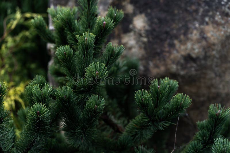 A Young Sapling of Spruce Grows in the Forest Ground with Green Moss ...
